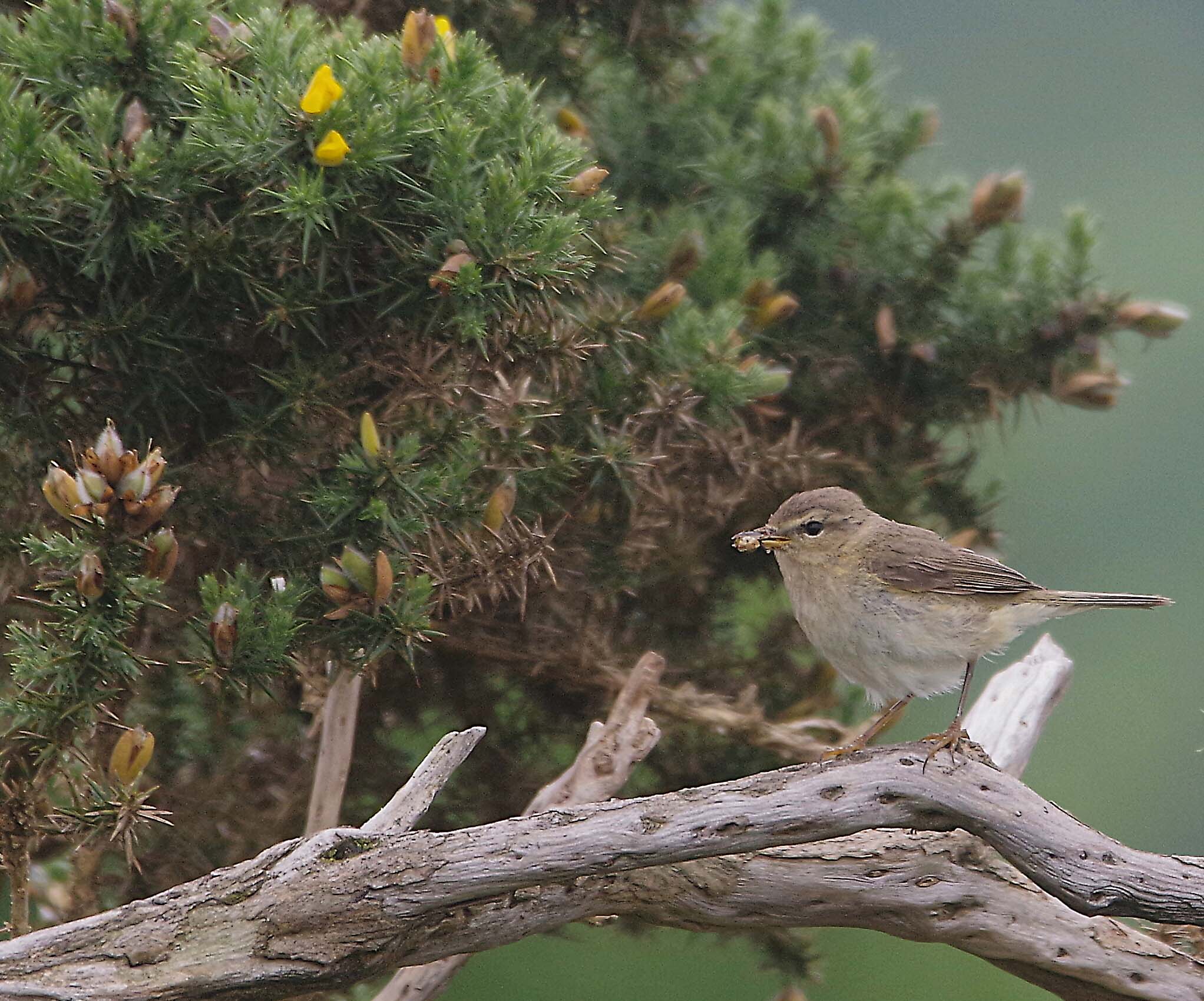 Pouillot fitis - LPO Normandie - Agir pour la biodiversité