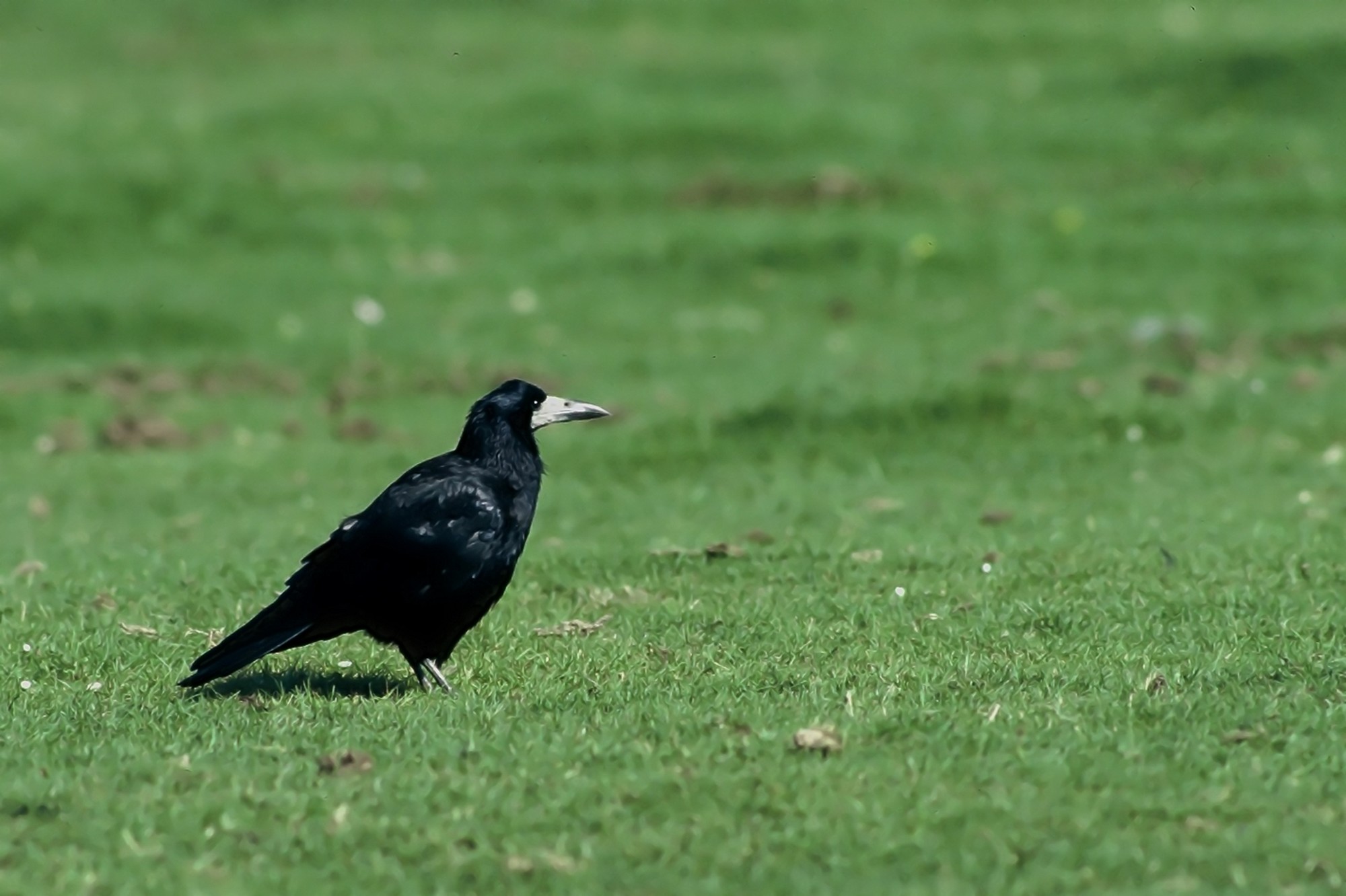 Corbeau freux - LPO Normandie - Agir pour la biodiversité