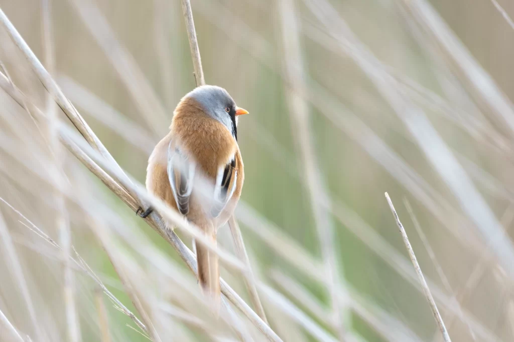 Panure à moustaches - LPO Normandie - Agir pour la biodiversité