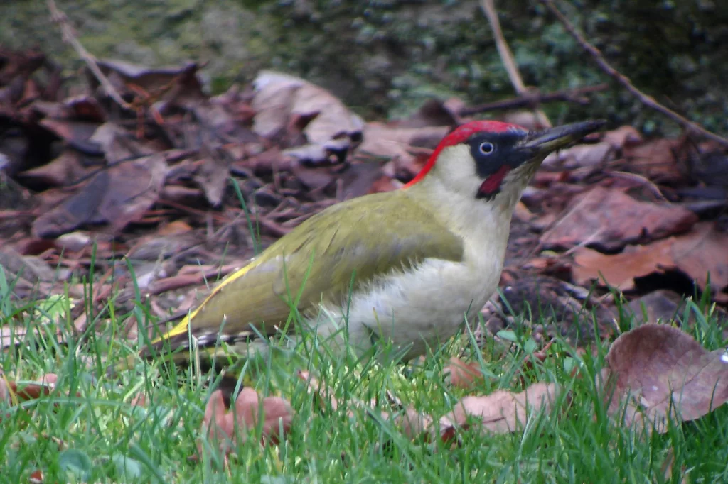 Pic vert - LPO Normandie - Agir pour la biodiversité