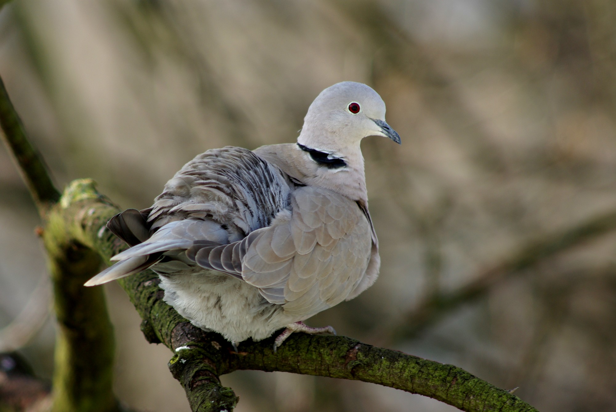 Tourterelle turque - LPO Normandie - Agir pour la biodiversité